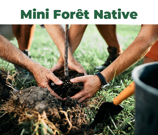Création d'une Mini Forêt Native - Mairie de Falaise